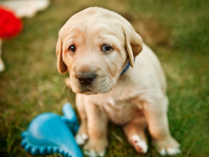 10 sonidos que hacen los perros y lo que significan