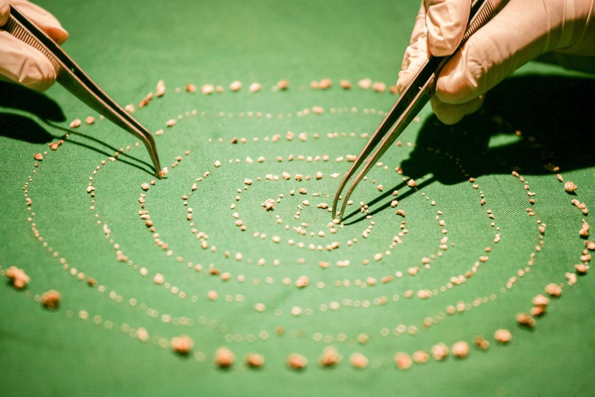 Las 43 fotos más raras del año: te harán mirar dos veces