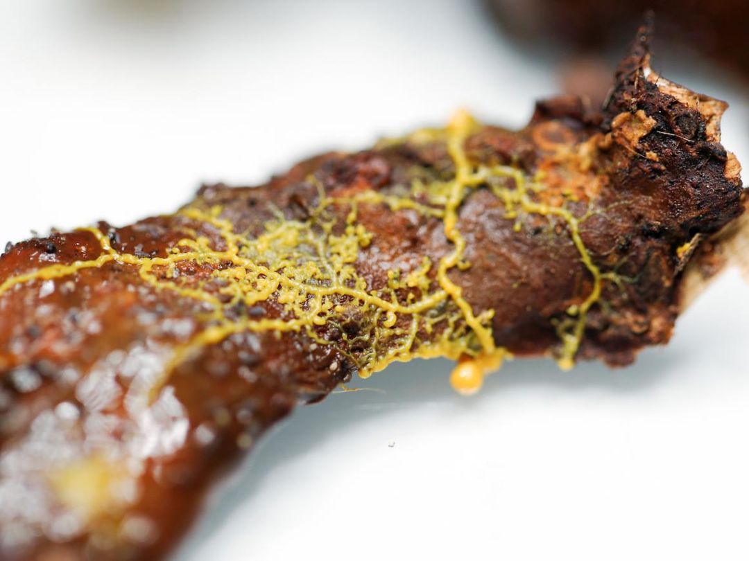 Las 43 fotos más raras del año: te harán mirar dos veces