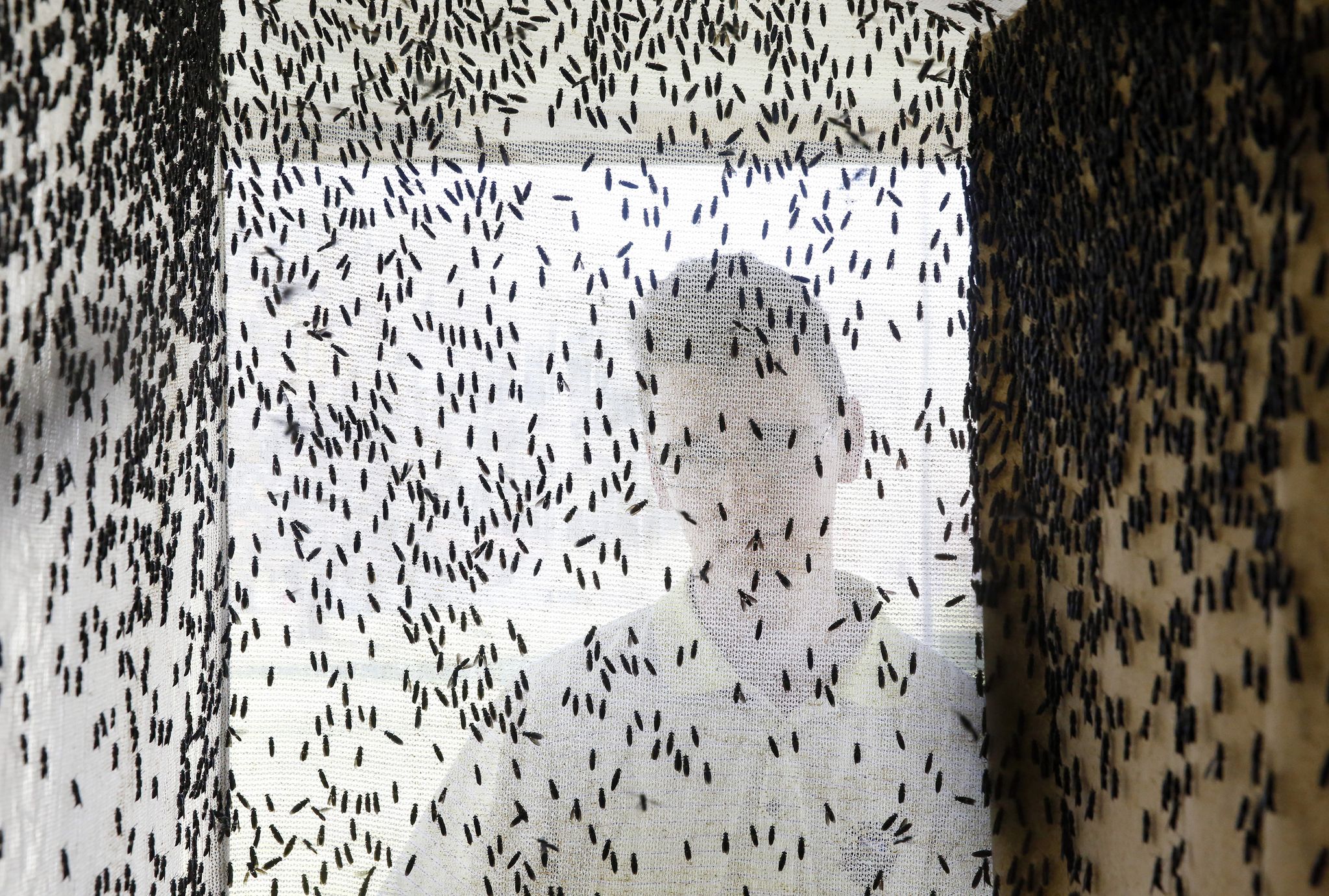 Hay una plaga de mosca negra en Madrid: qué debes saber y cómo actuar