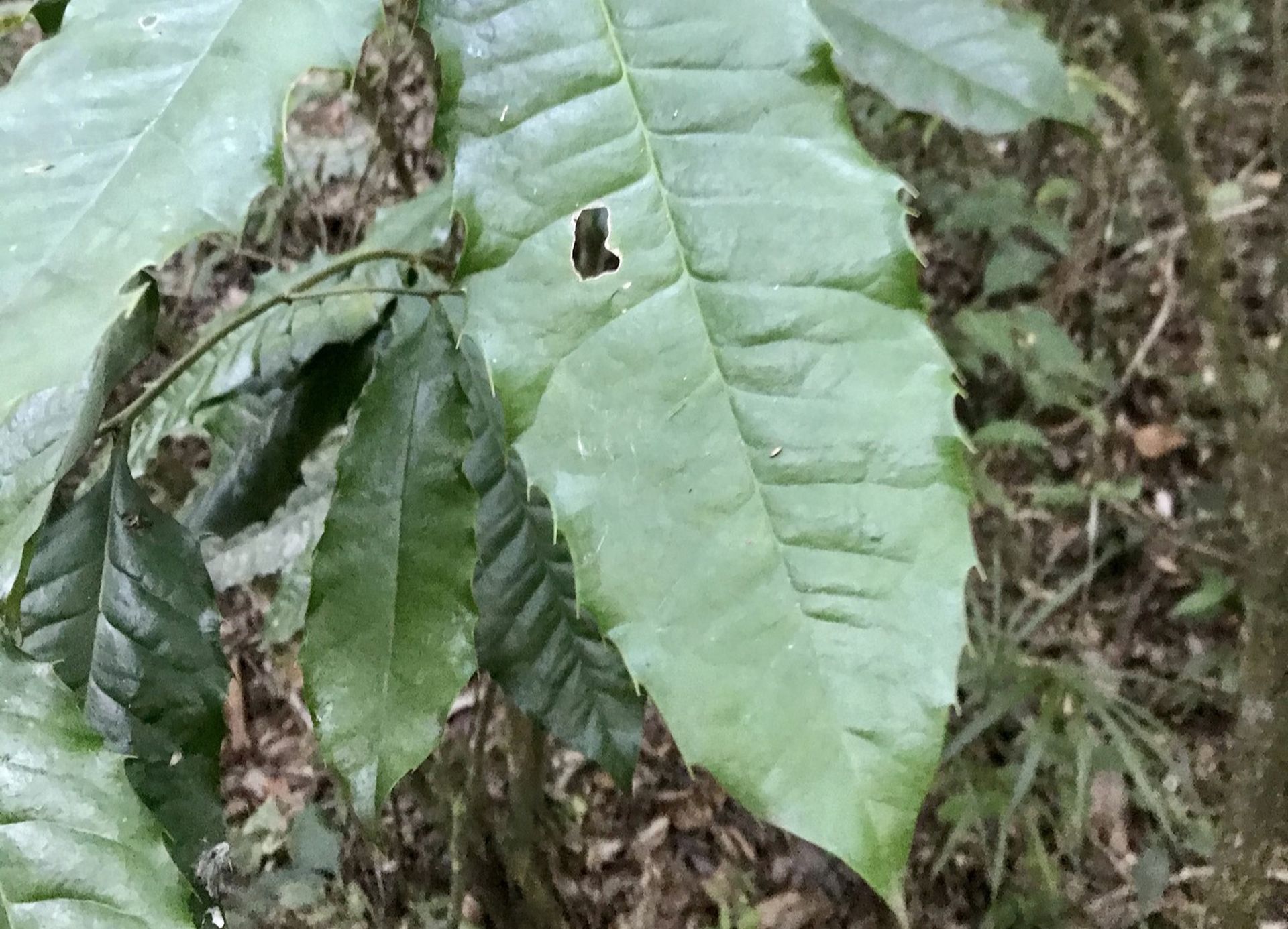 Plantas medicinales que se enfrentan a la extinción: 9 plantas ...