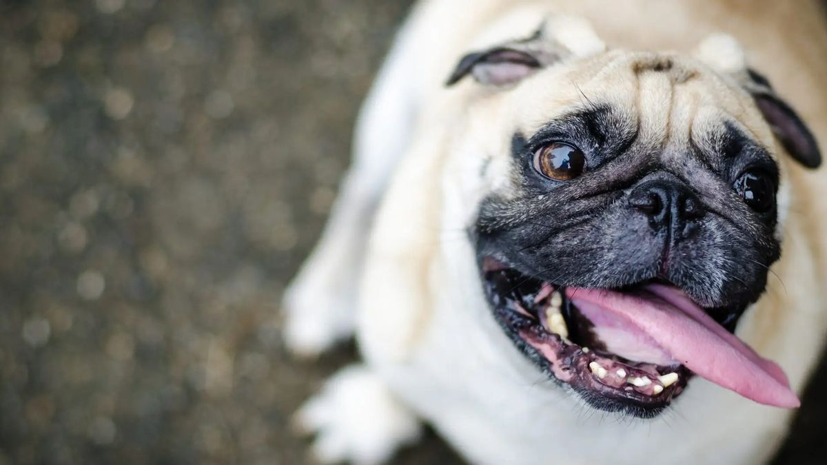 Sí, tu perro puede tener diabetes: aquí tienes los síntomas, además de ...