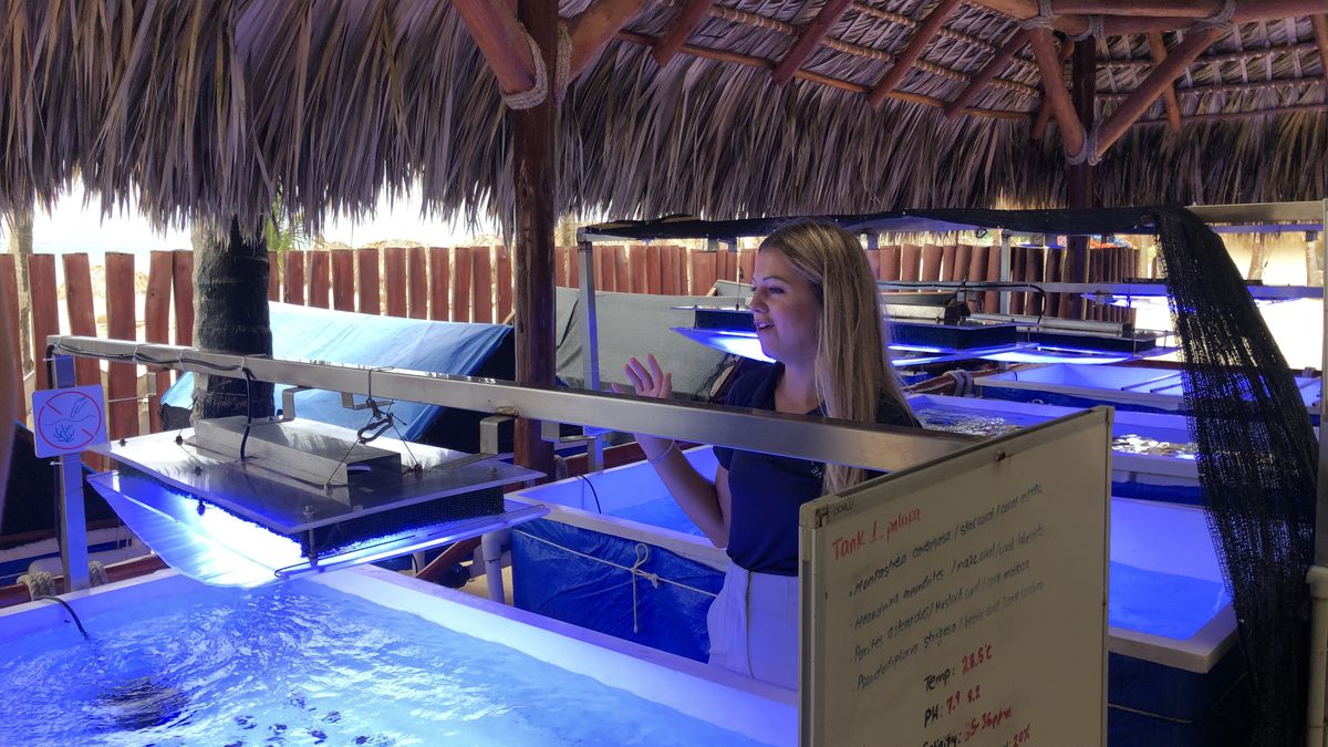 Proteger los corales para salvar el océano, pero también el turismo