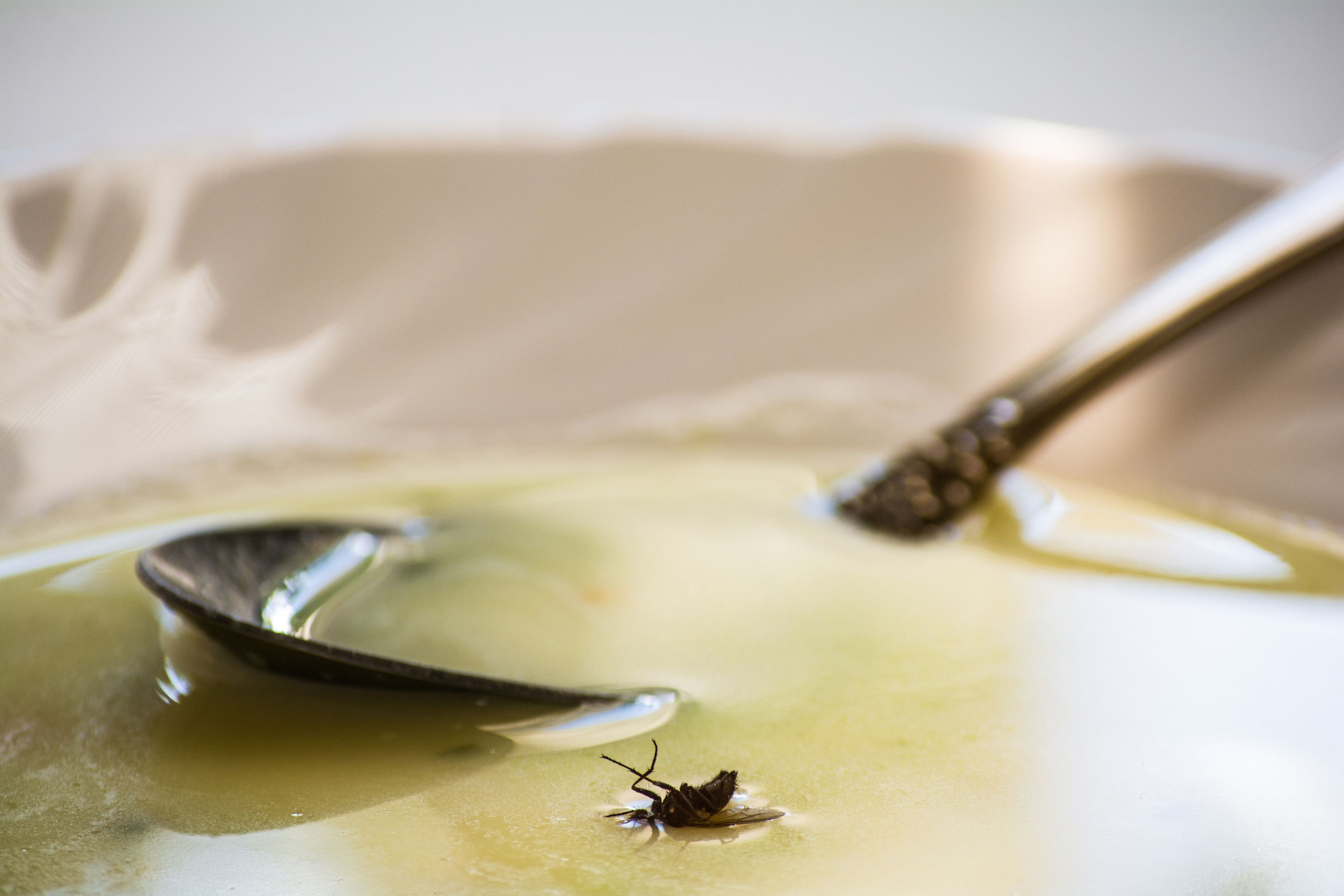 ¿Qué puede pasarte si comes alimentos en los que se ha posado un insecto?