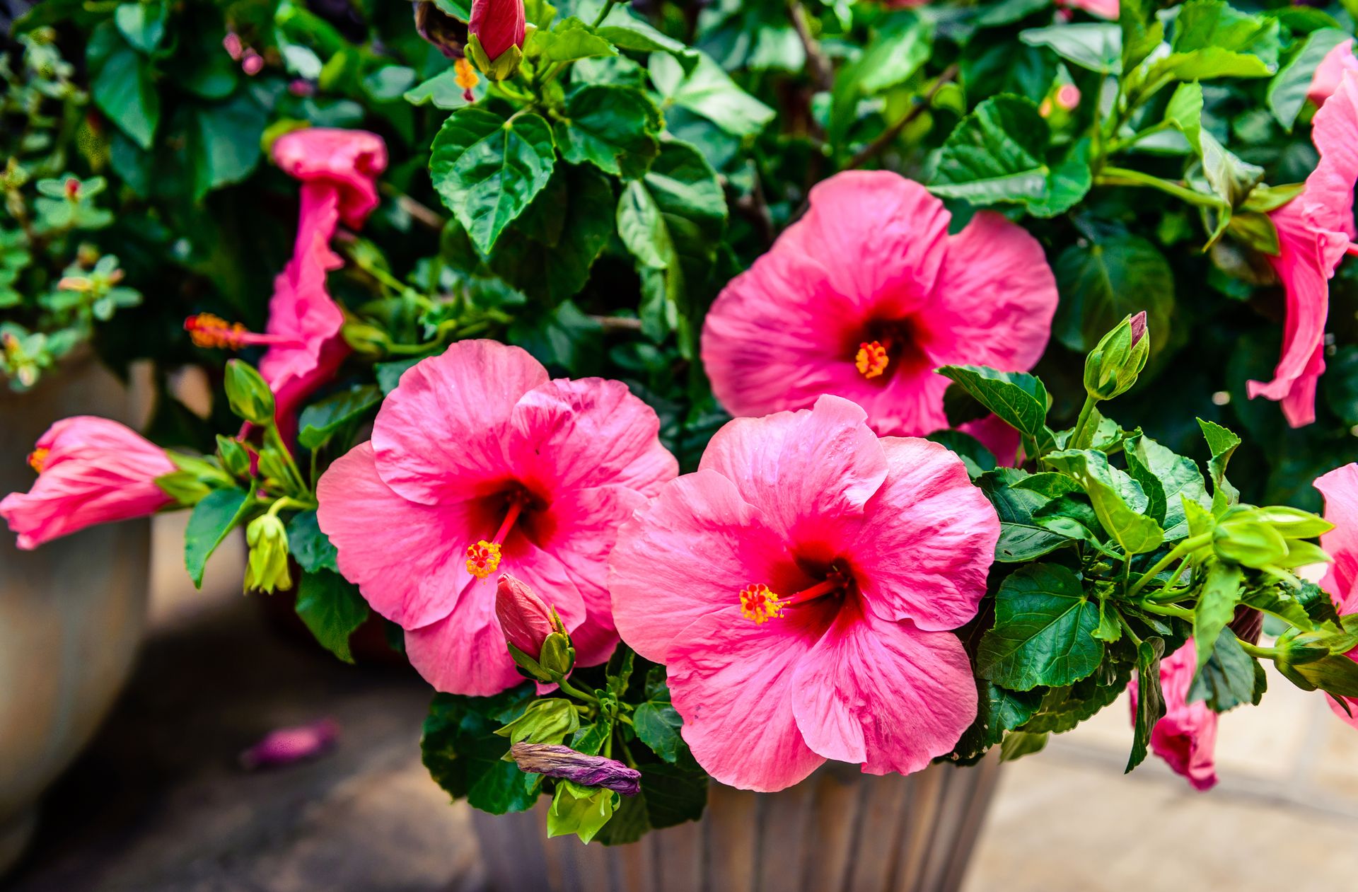 Hibisco: todo lo que saber de la planta medicinal más exótica que ...